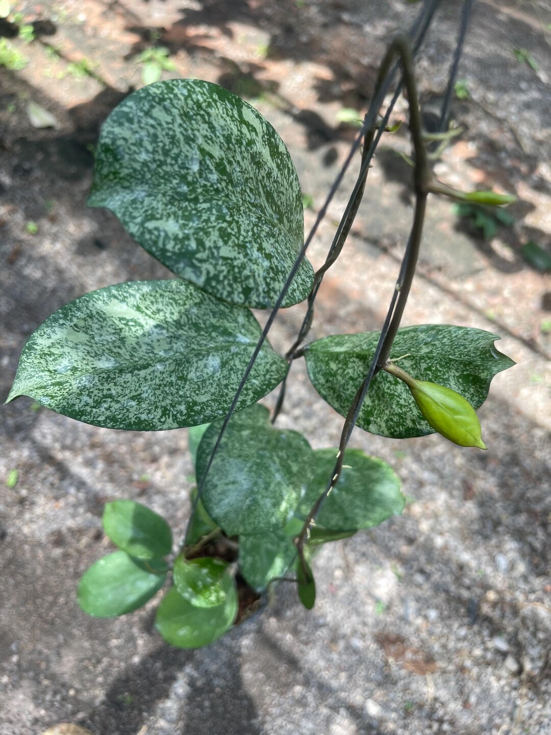 Hoya Michelle Splash //// Free- Phyto -cer//// - Etsy