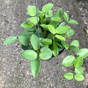 Hoya Cv.chouke (((((hoya Carnosa + Serpens))))) Phyto-cer//// - Etsy