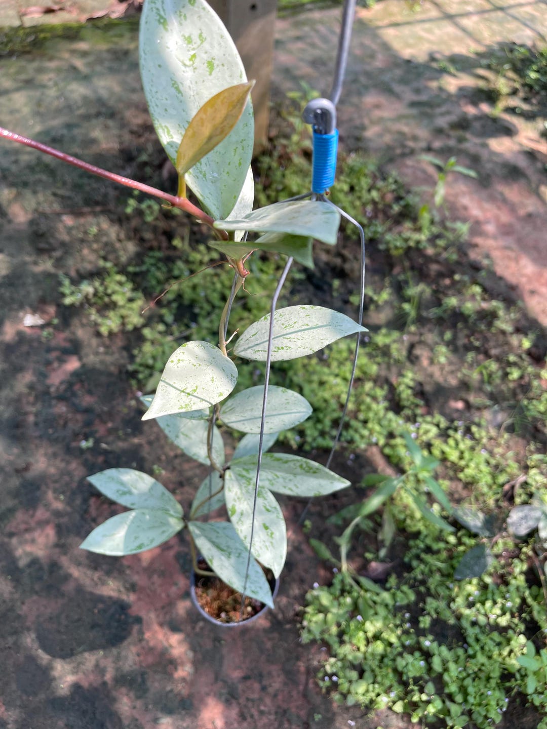 Hoya Pubicalyx Pink Silver Ghost piccola (((Hoya))))) foto-cer ...
