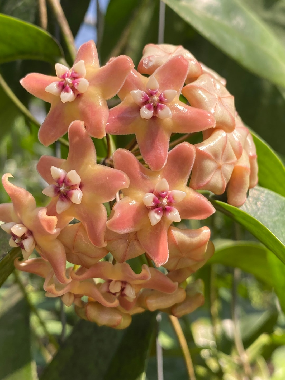 Hoya Subcalva ((((HOYA)) ##phyto Cer /// - Etsy