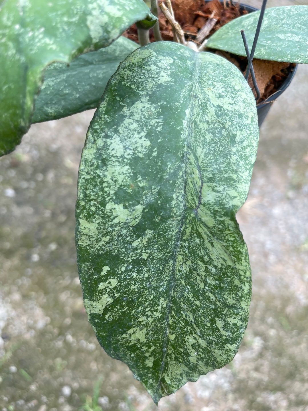 Hoya Bahoi ((((hoya)))+phyto-cer//// - Etsy