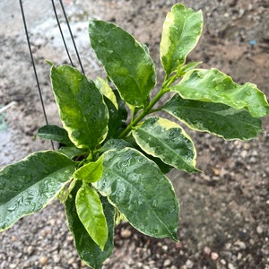 Hoya Multiflora Albomarginata (((((hoya-variegated)))) Phyto-cer:/// - Etsy