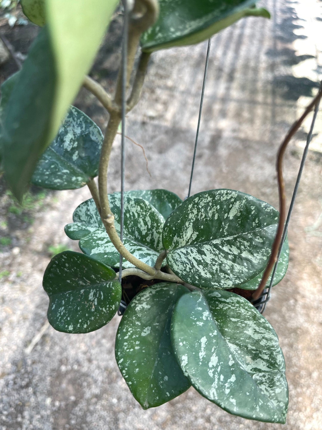 Hoya Carnosa Freckles Splashhoya Phyto-cer//// - Etsy