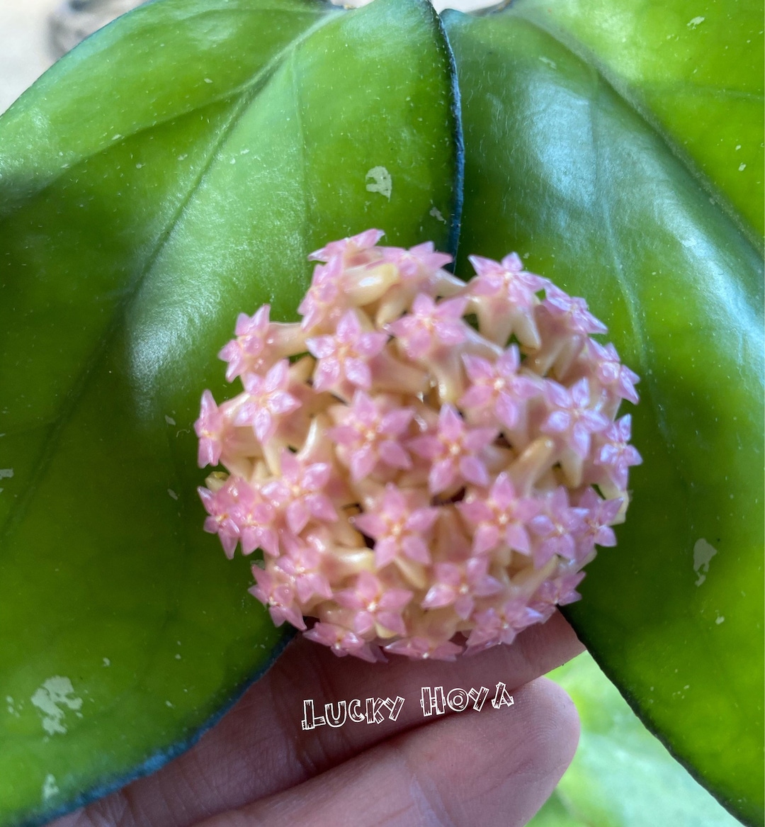 Hoya Joy (((hoya)))) Phyto-cer/// - Etsy