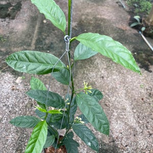 Hoya Solokensis ((hoya )))phyto-cer/// - Etsy