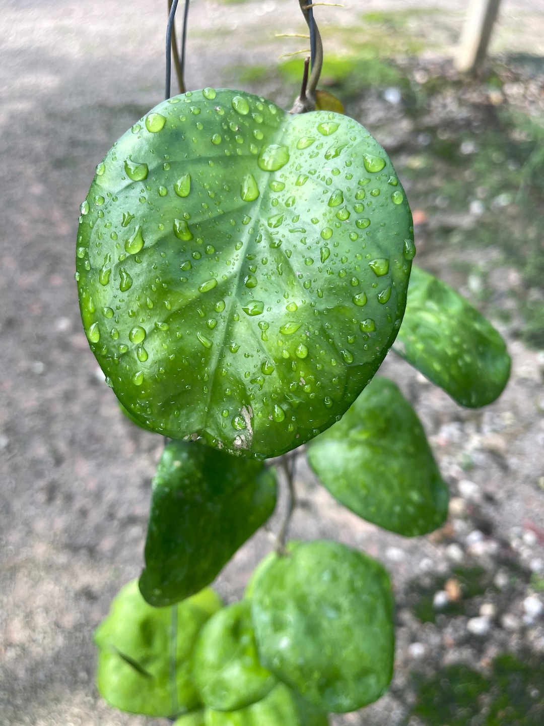 Hoya Ricardo//:free ///phyto-cer//// - Etsy