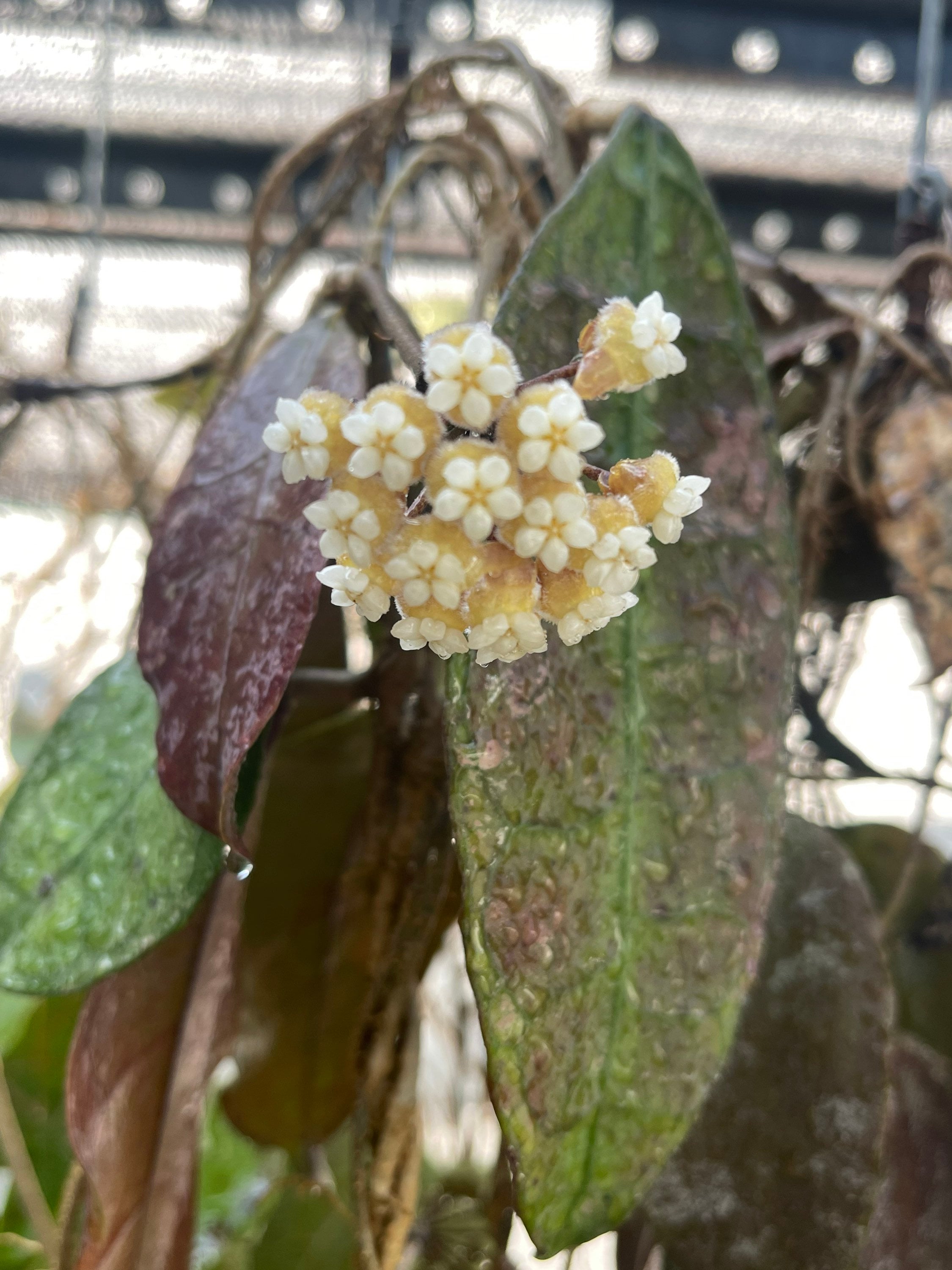 Hoya Perak Teddy Bear Yellow Corona ((((hoya)))) Phyto -cer///// - Etsy