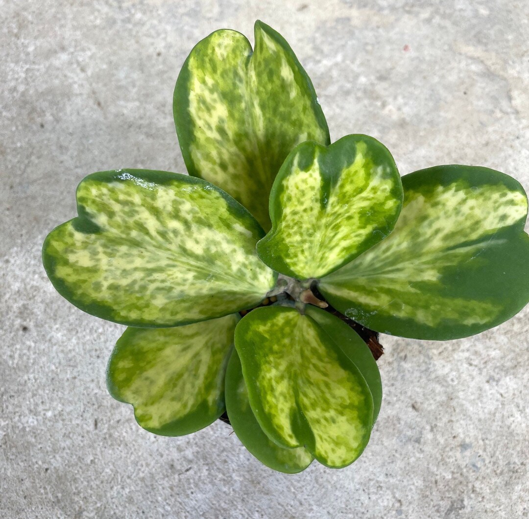 Hoya Kerrii Variegated Spot hoya Splash pattern - Etsy