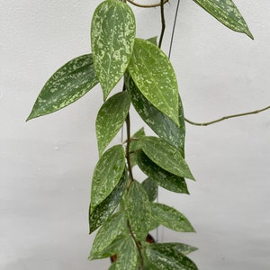 Hoya Rangsan Splash ((((hoya)))+phyto-cer//// - Etsy