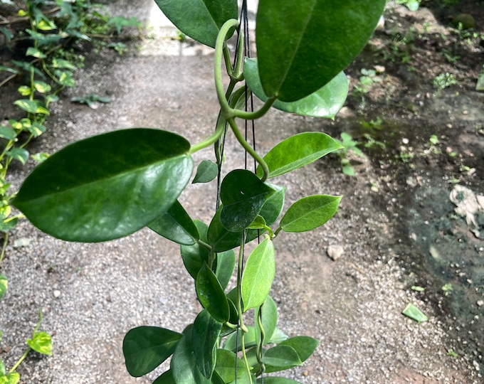 Hoya Cv. Chouke - Full & Trailing - Live Plant in 4” Hanging Basket - Etsy
