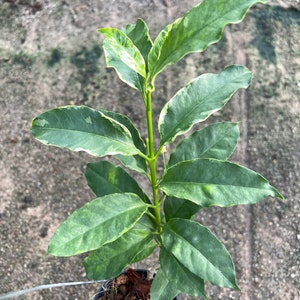 Hoya Multiflora Albomarginata (((((hoya-variegated)))) Phyto-cer:/// - Etsy