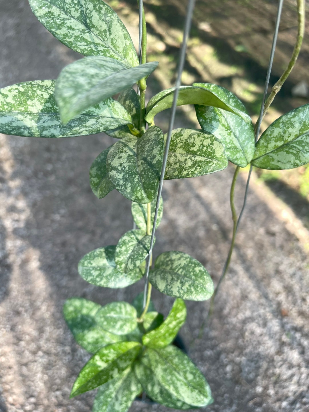 Hoya Crassipetiolata Super Splash(((((hoya))))) Phyto -cer//// - Etsy