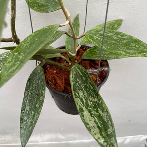 Hoya Rangsan Splash ((((hoya)))+phyto-cer//// - Etsy