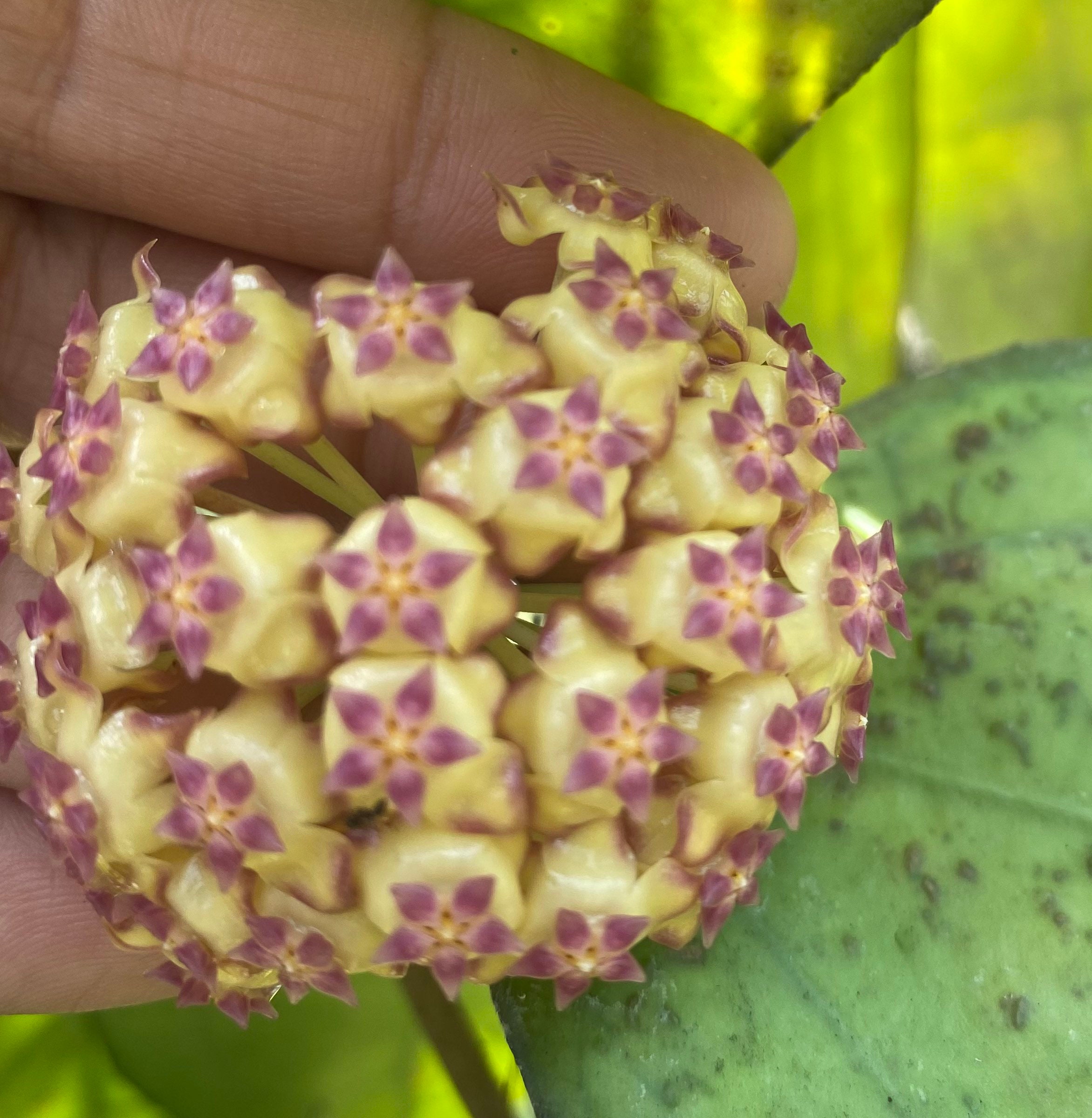 Hoya Puom Siam Ruby ((((hoya)))) Phyto-cer//// - Etsy