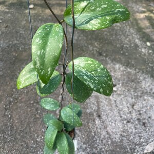 Hoya Vietnam Splash AH-0001 (((((hoya))))) Phyto-cer/// - Etsy