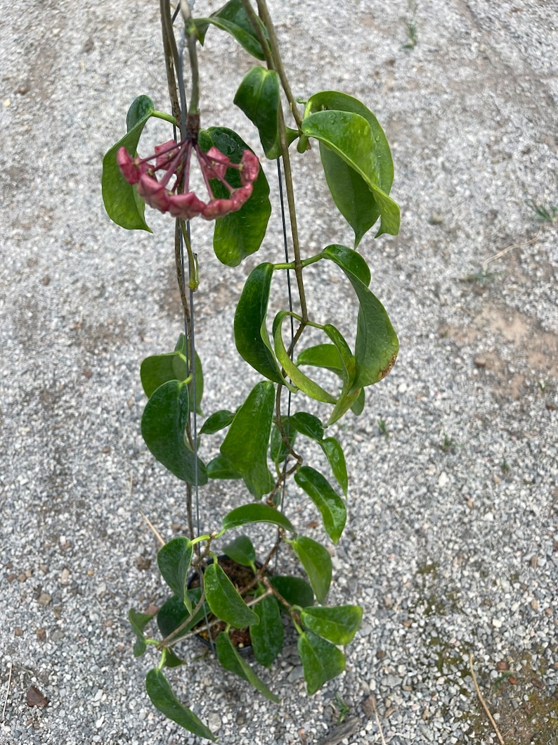 Hoya Subcalva ((((HOYA)) ##phyto Cer /// - Etsy