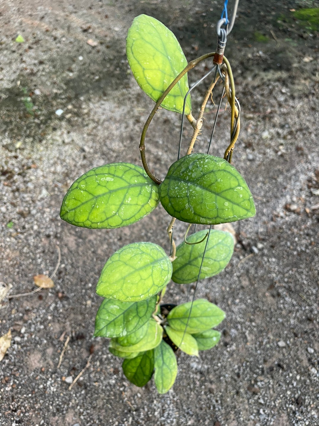 Hoya Irina (((hoya))) Phyto-cer//// - Etsy