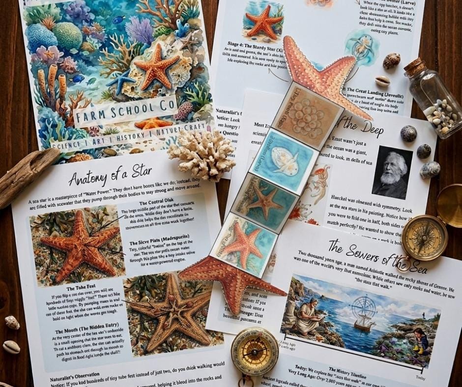 Starfish Activities for Kids | Sea Star Unit Study | Ocean Science ...