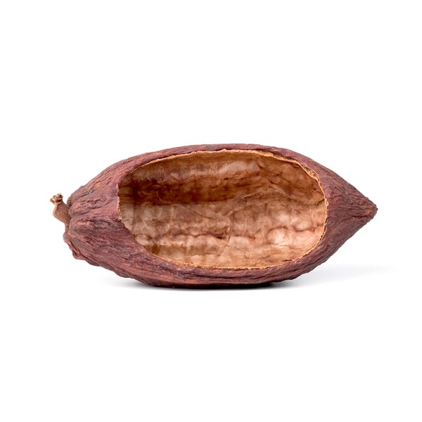 Cocoa Pod - Etsy