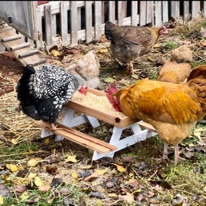 One Picket Chicnik Table Plans, Digital Plans, Chicken Table, Chicken ...