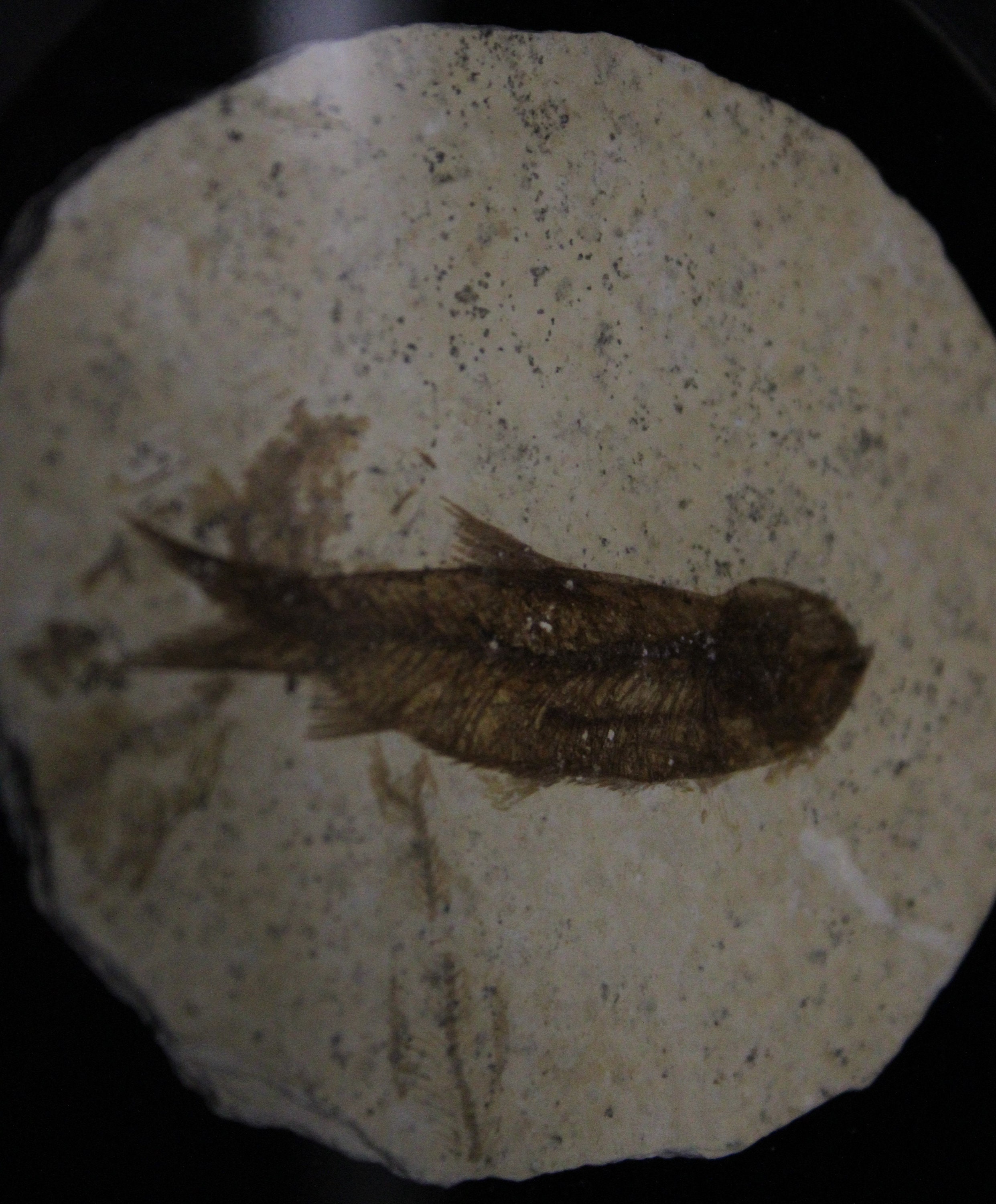 Fossil Fish Knightia Eocaena - Etsy