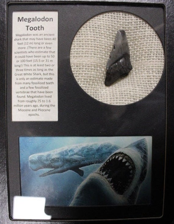 Megalodon Tooth in Display With Information - Etsy