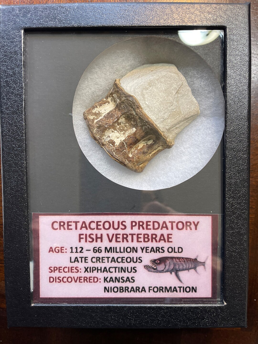 Cretaceous Fish Fossil Vertebrae - Etsy