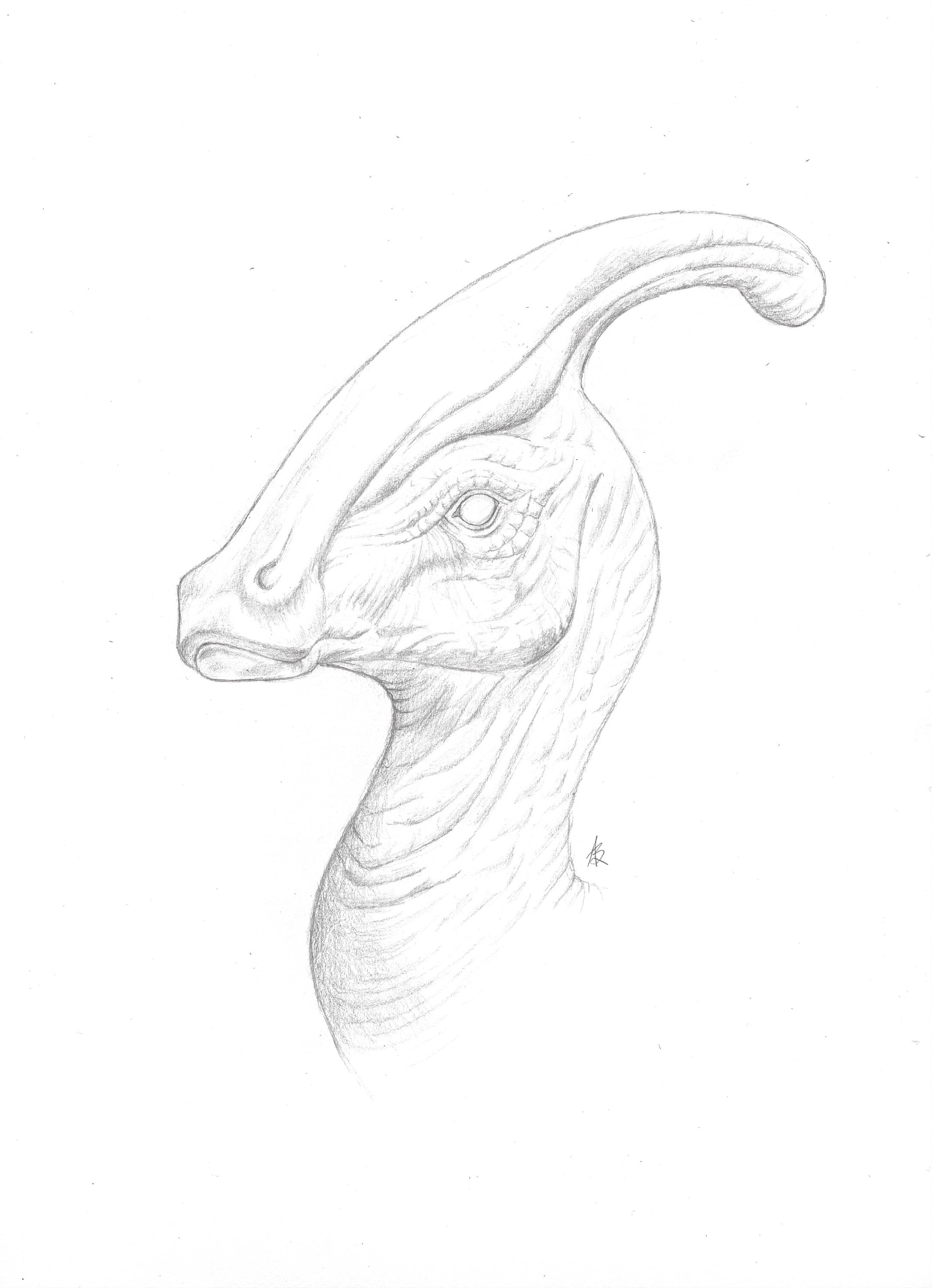 Parasaurolophus Head Drawing