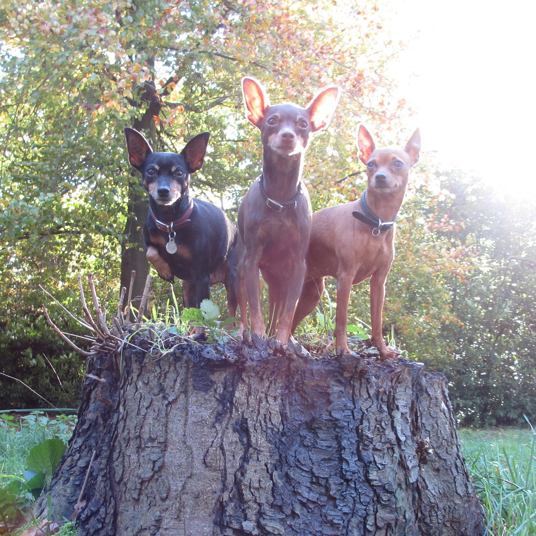 Minpin Miniature Pinscher 3D Standing Dog Pendant Charm Solid Sterling ...