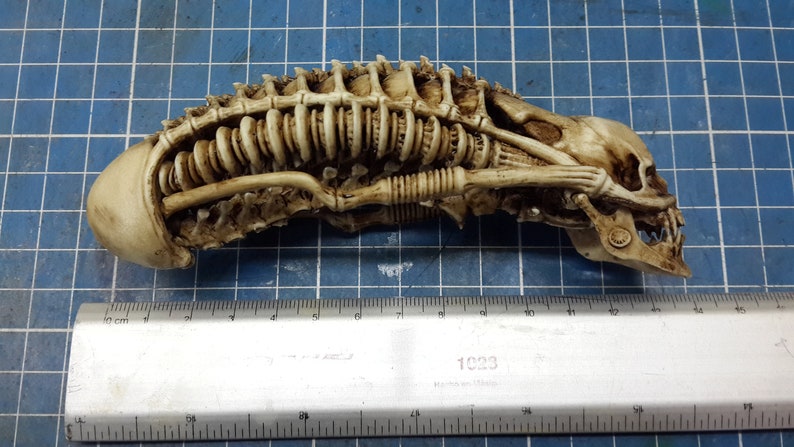 Xenomorph Alien Skull 1/6 Scale - Etsy