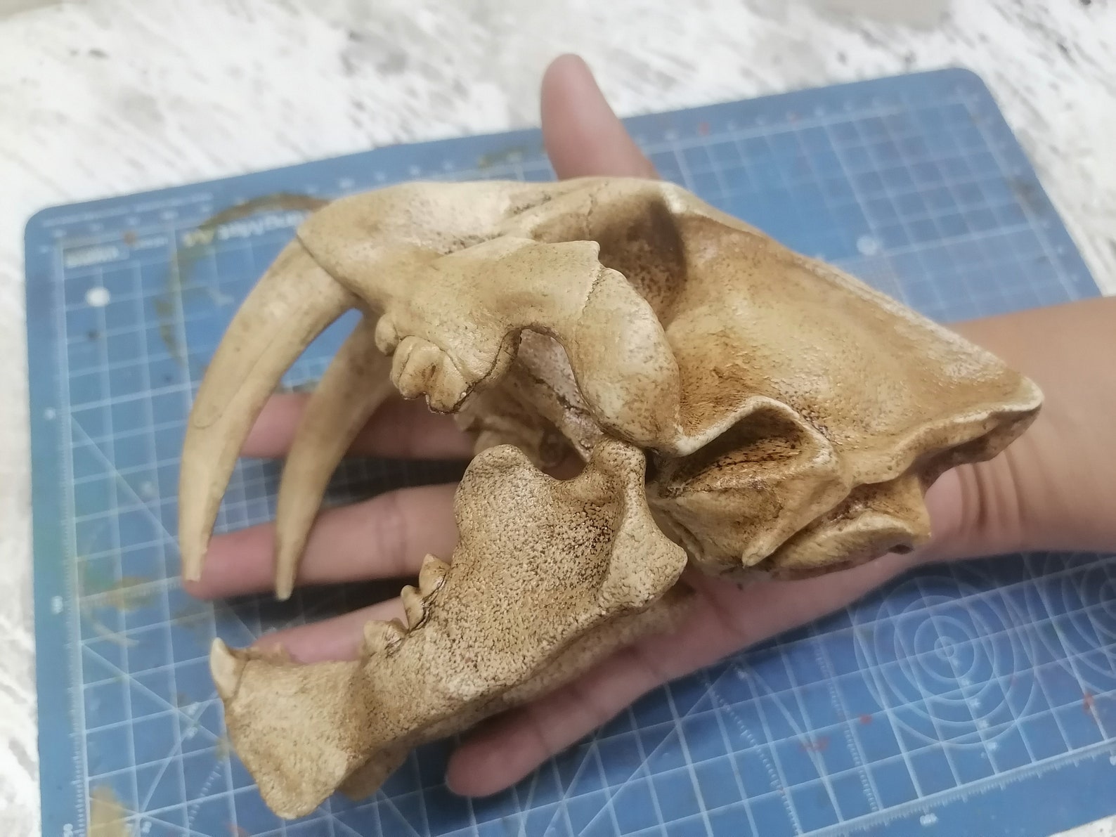 Sabertooth Skull 1/3 Scale smilodon - Etsy
