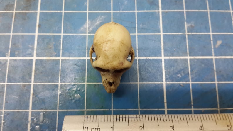 1/6 Scale Chimpanzee and Macaque Skull | Etsy