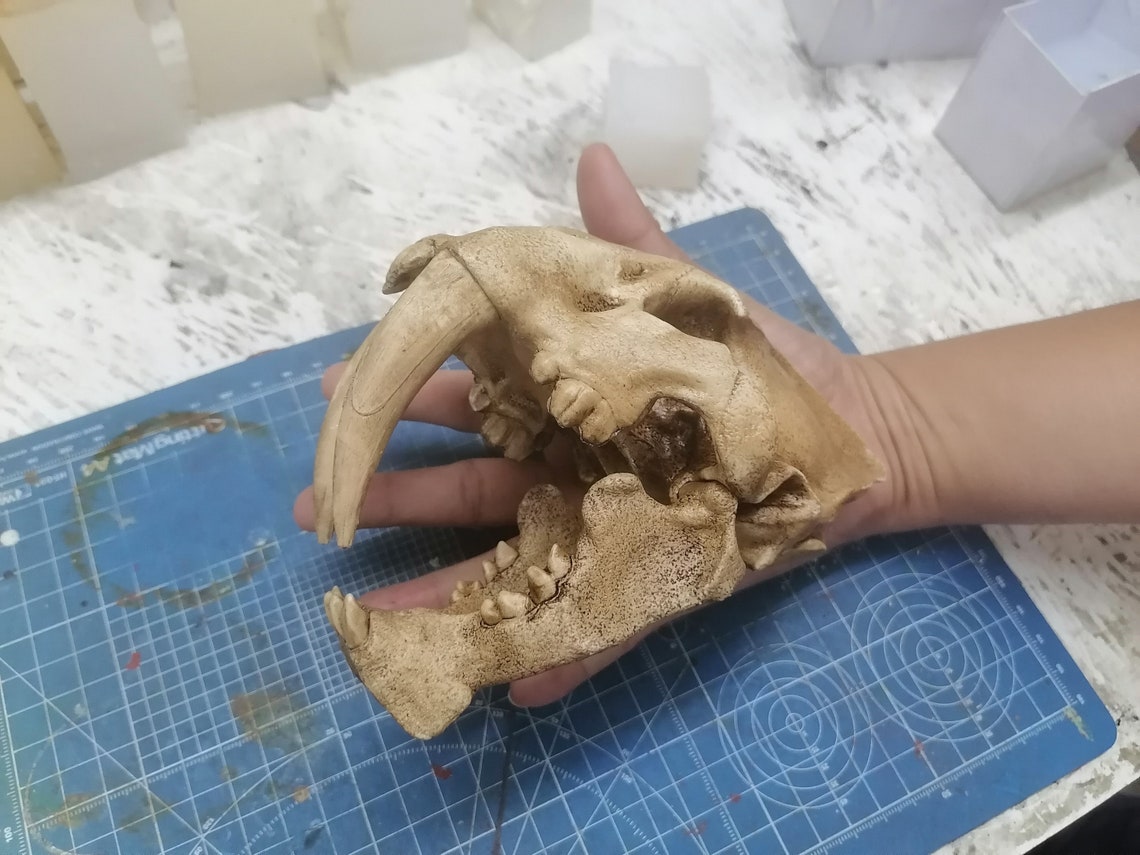 Sabertooth Skull 1/3 Scale smilodon - Etsy
