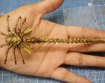 Alien Skull predator 2 1/6 Scale trophy Skull | Etsy