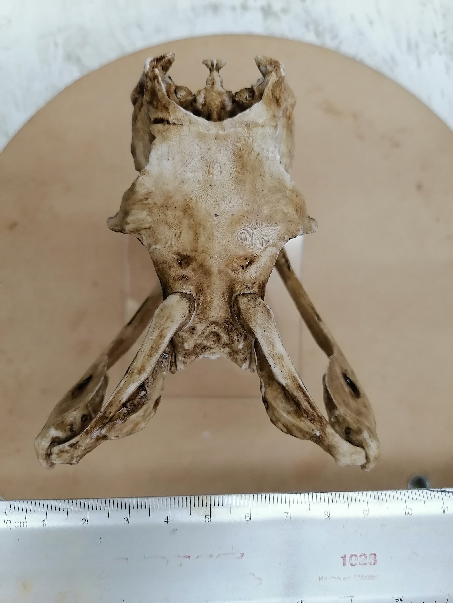 Gabon Viper Skull 1/1 Scale Replica - Etsy