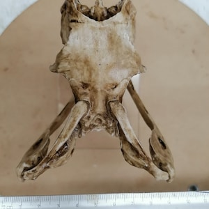 Gabon Viper Skull 1/1 Scale Replica - Etsy