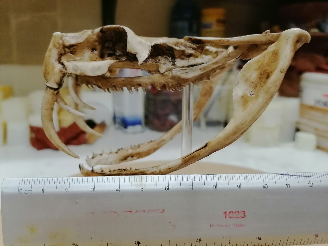Gabon Viper Skull 1/1 Scale Replica - Etsy