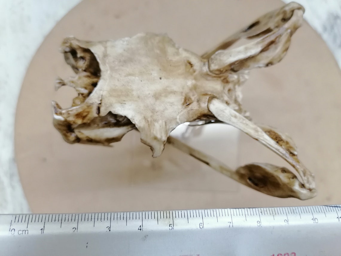 Gabon Viper Skull 1/1 Scale Replica - Etsy