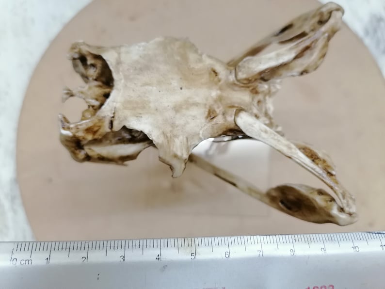 Gabon Viper Skull 1/1 Scale Replica - Etsy