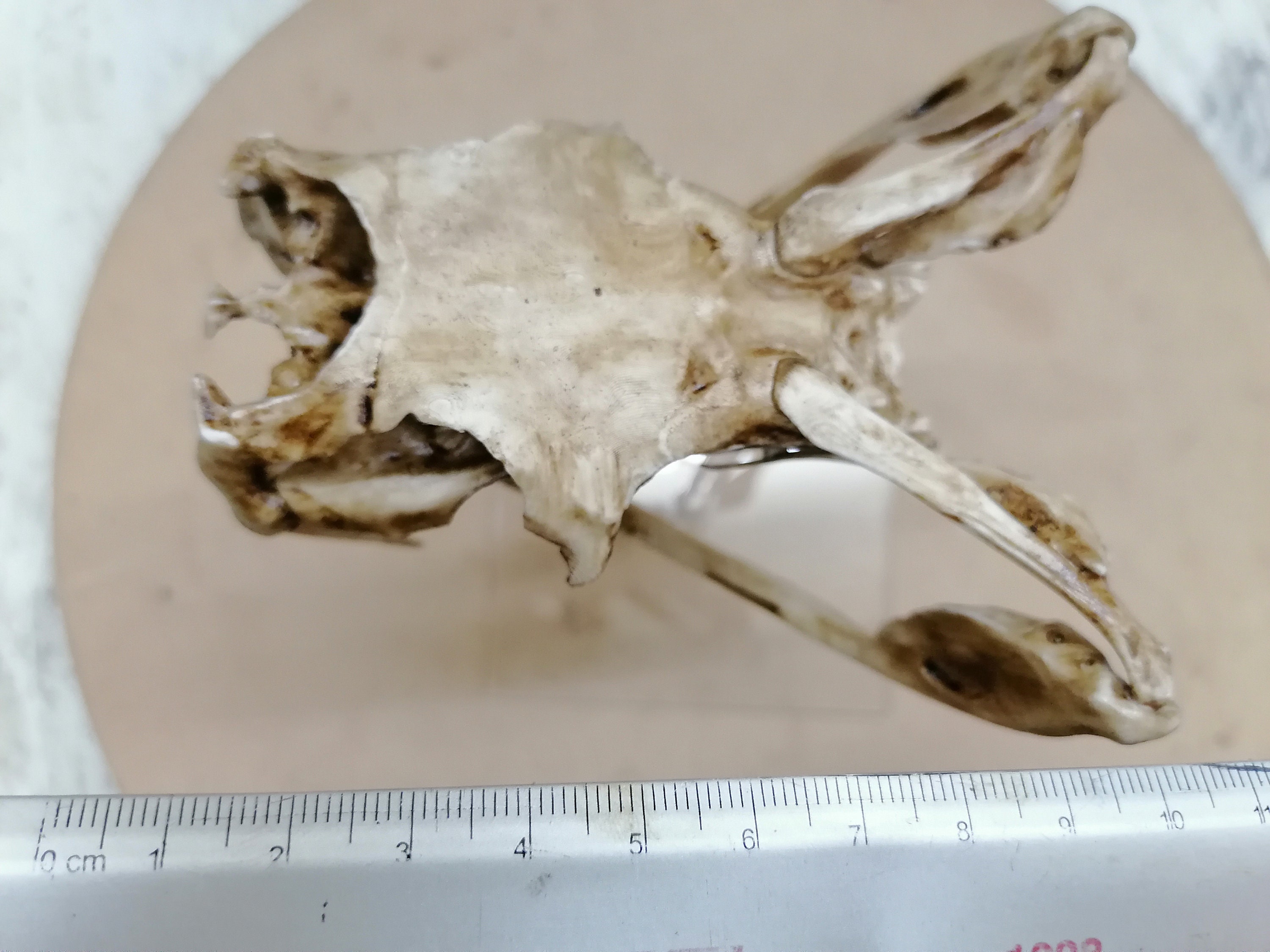 Gabon Viper Skull 1/1 Scale Replica | Etsy