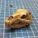 Grizzly Bear Skull 1/6 Scale Replica - Etsy