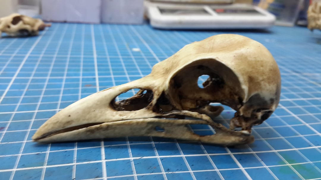Handmade Realistic Crow Skull Replica: Plastic Resin Halloween Decor - Etsy