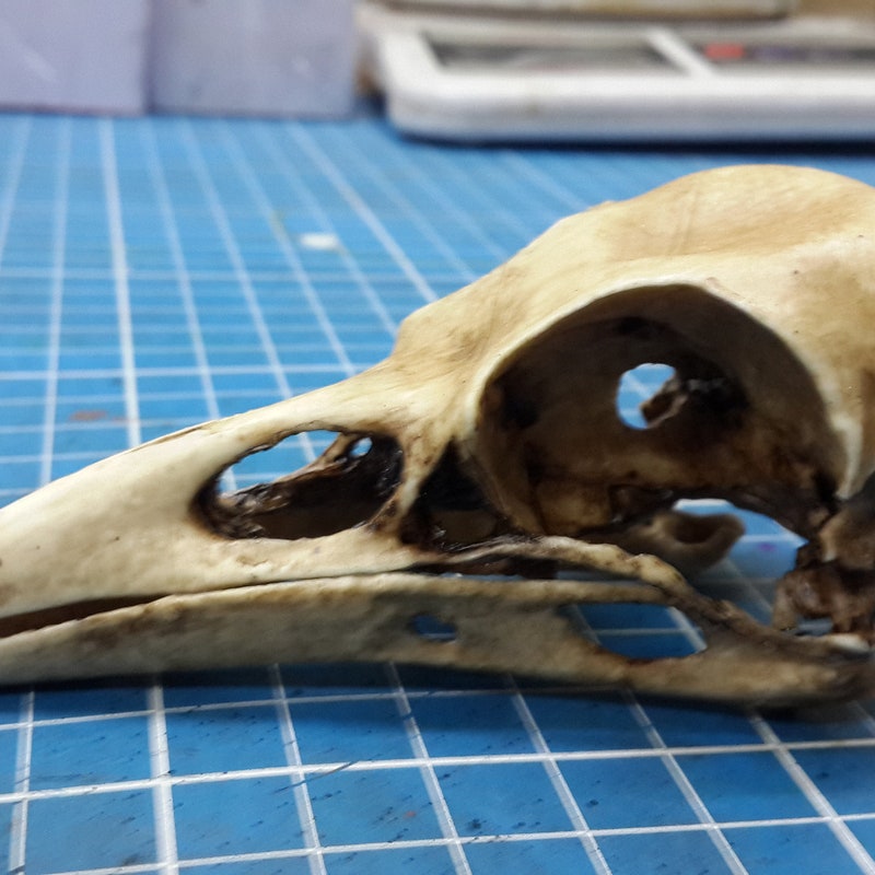 Real Crow Skull - Etsy