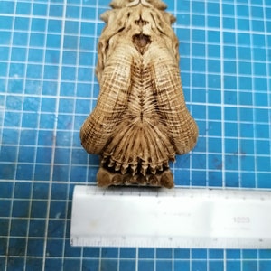 Alien Skull "predator 2" 1/6 Scale (trophy Skull) - Etsy