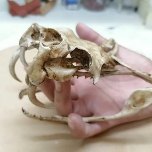 Gabon Viper Skull 1/1 Scale Replica - Etsy