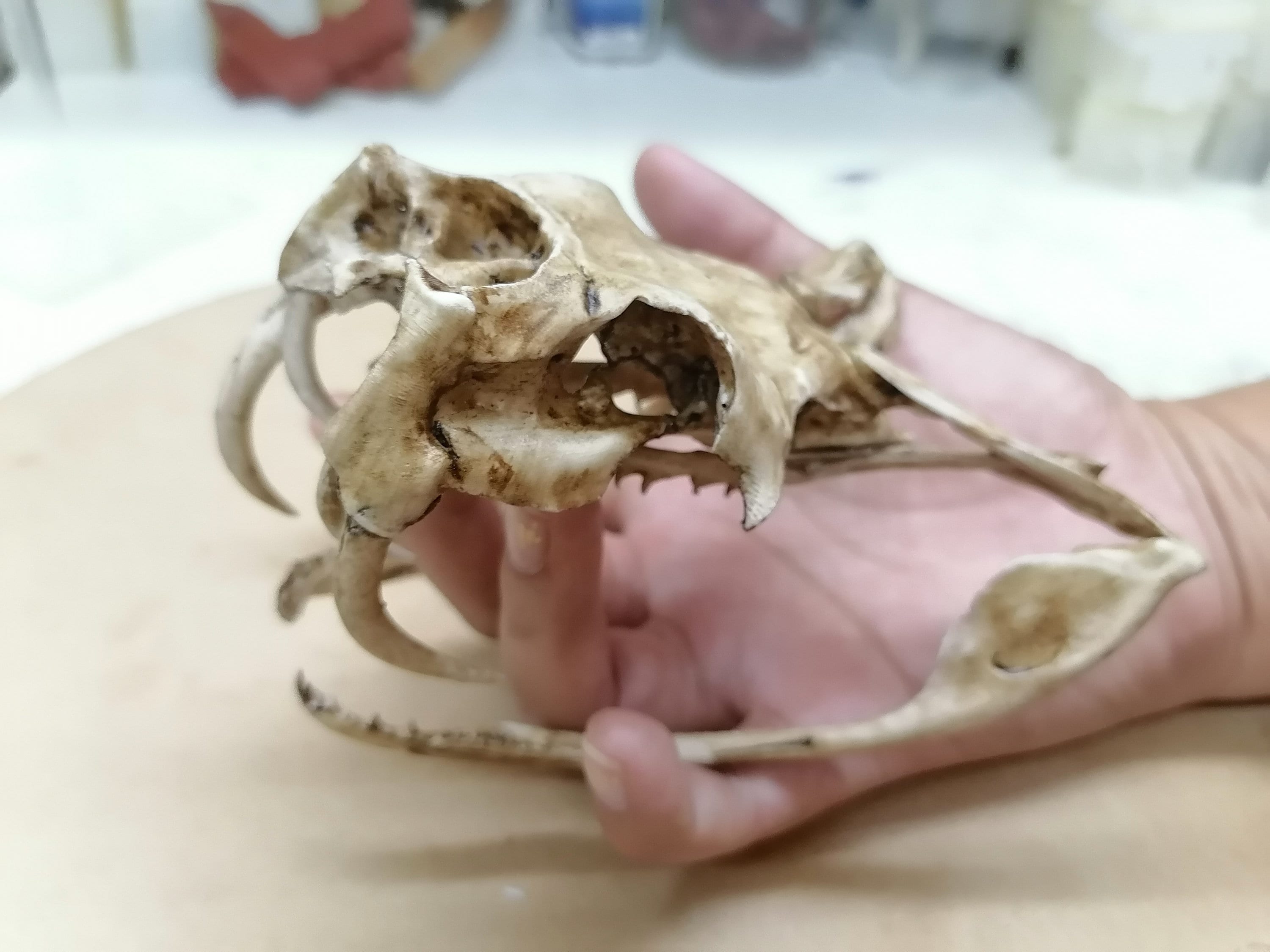 Gabon Viper Skull 1/1 Scale Replica - Etsy