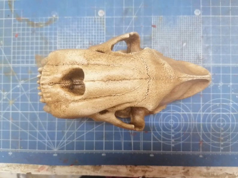 Sabertooth Skull 1/3 Scale smilodon - Etsy