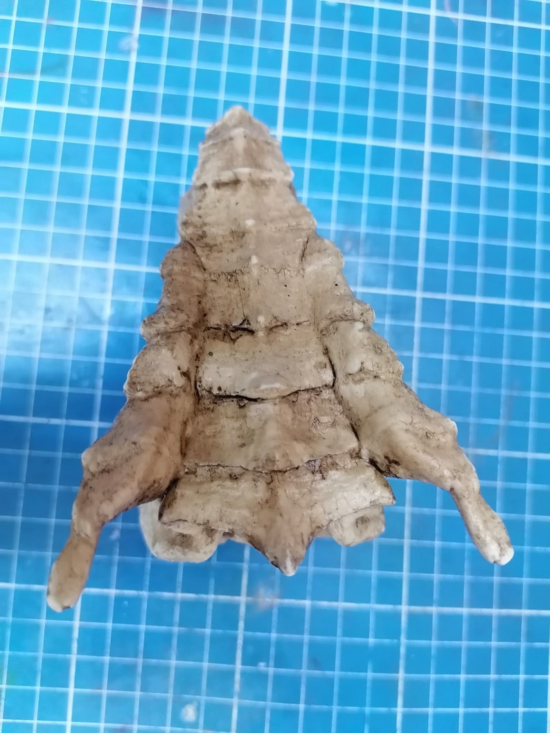 Tigrex Skull monster Hunter - Etsy