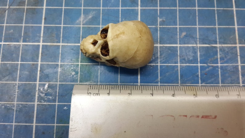 1/6 Scale Chimpanzee and Macaque Skull | Etsy