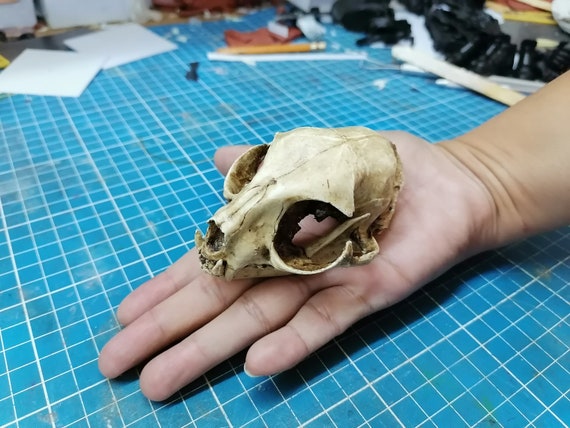 Cat Skull 1/1 Scale Replica - Etsy